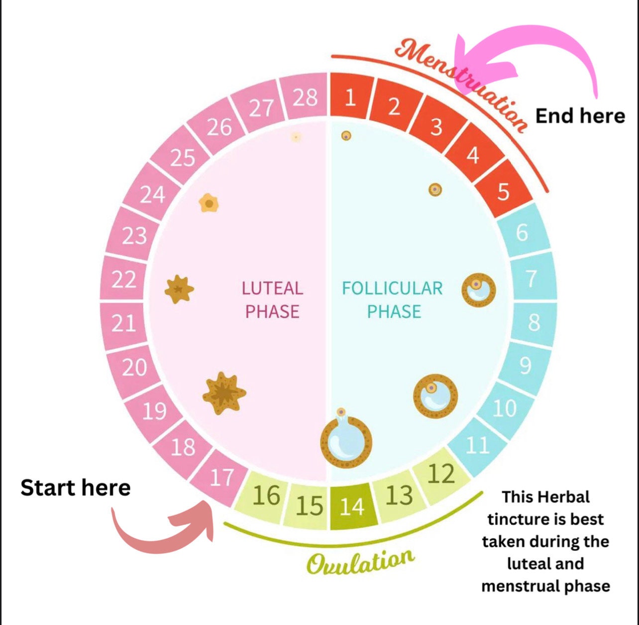 Blood Bush Womb Reset St Johns Bush Extract Tincture - Etsy