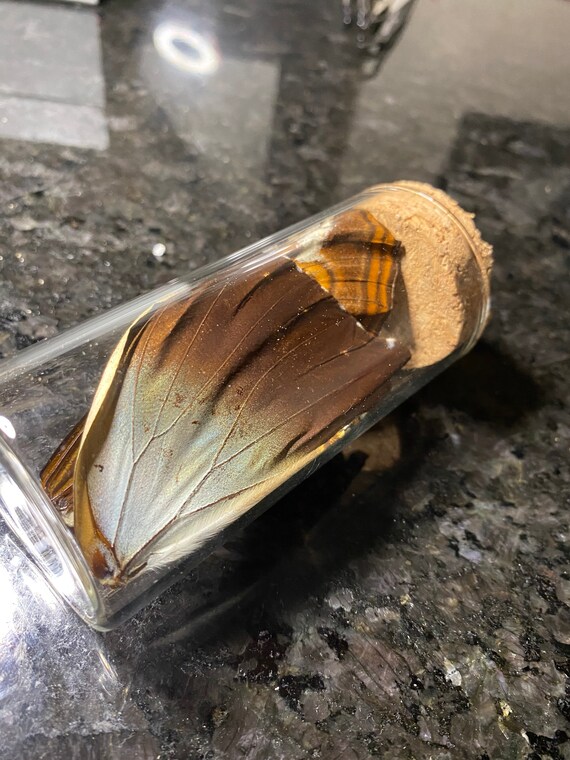 Display Wings - Etsy