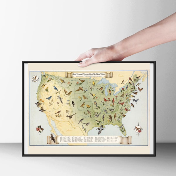 State Bird and Flower Map of the United States - Etsy