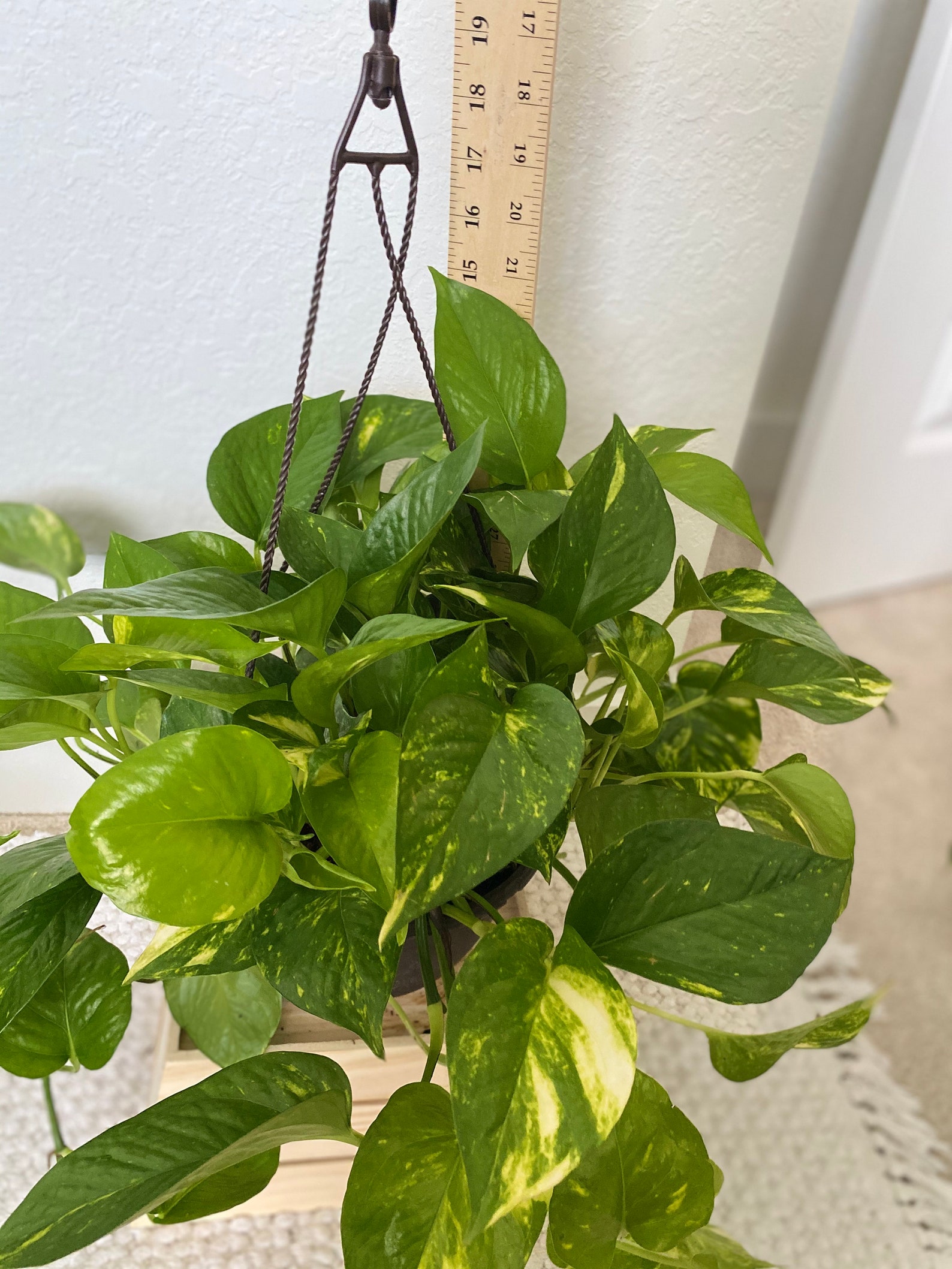Big trailing Golden Pothos with hanging planter | Etsy