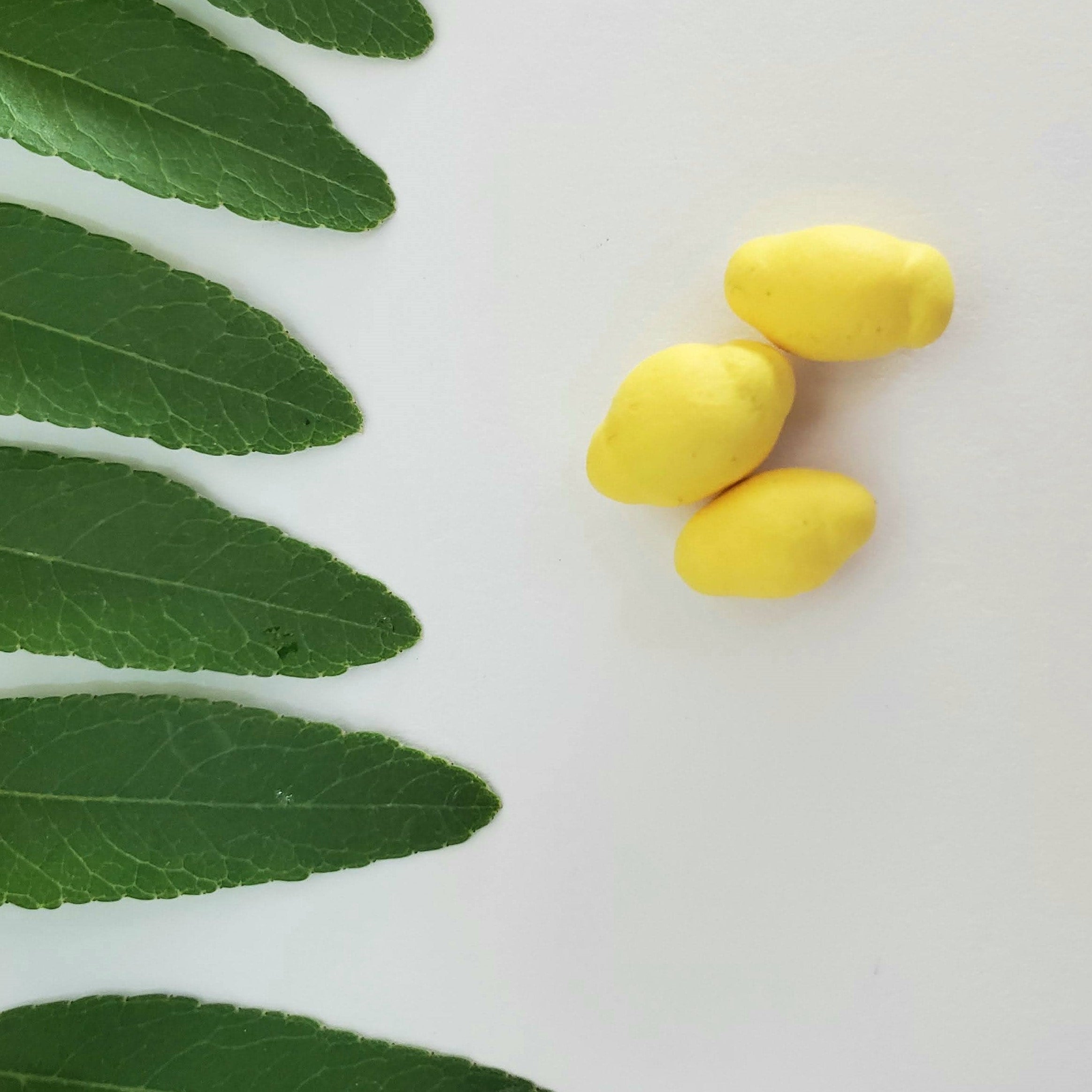 Lemon Polymer Clay Miniatures - Polymer Clay Lemonade Lemon Minis ...