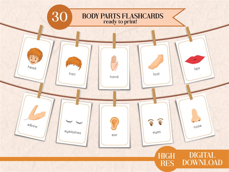 Human Body Parts Flashcards | Montessori Printable for Toddlers ...
