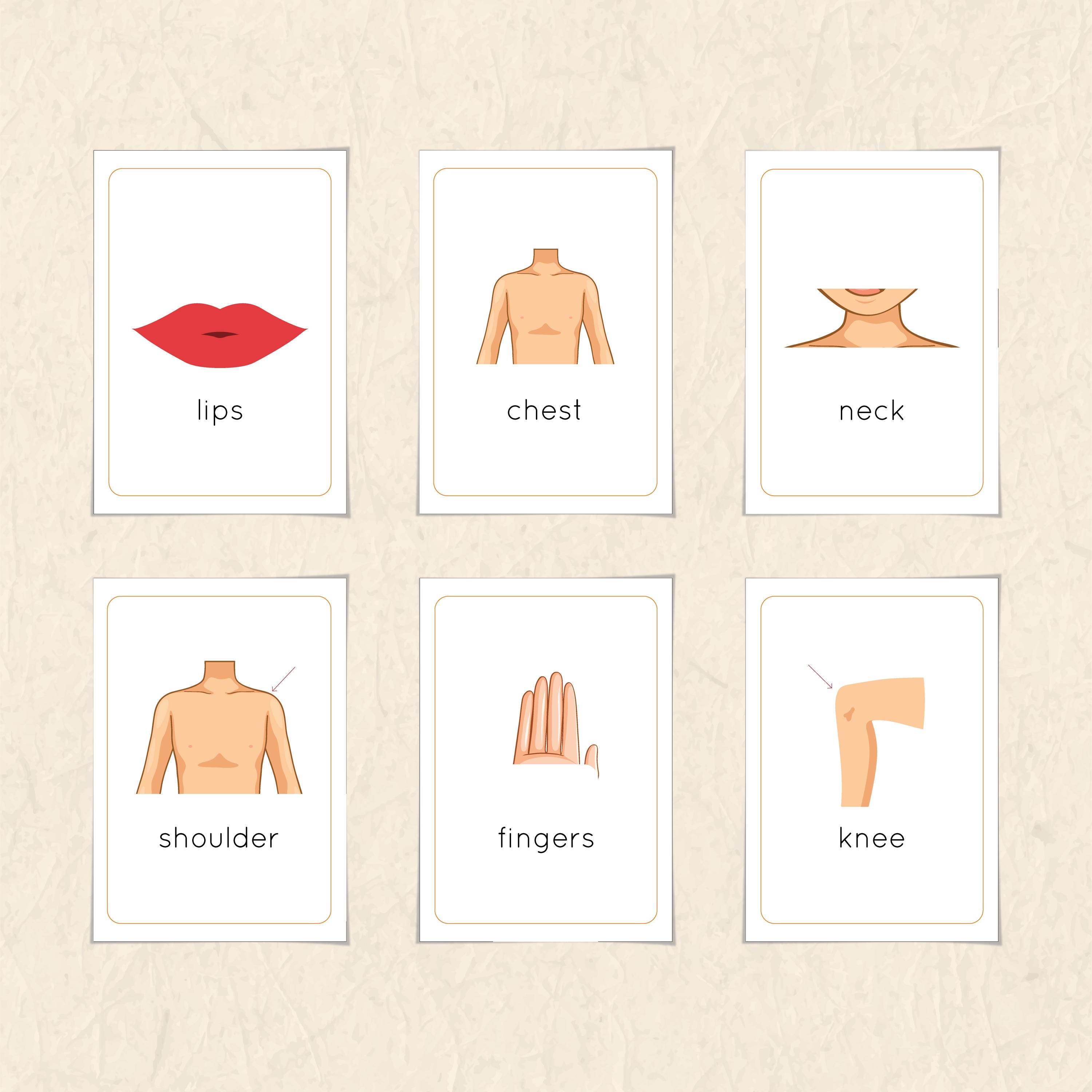 Human Body Parts Flashcards | Montessori Printable for Toddlers ...