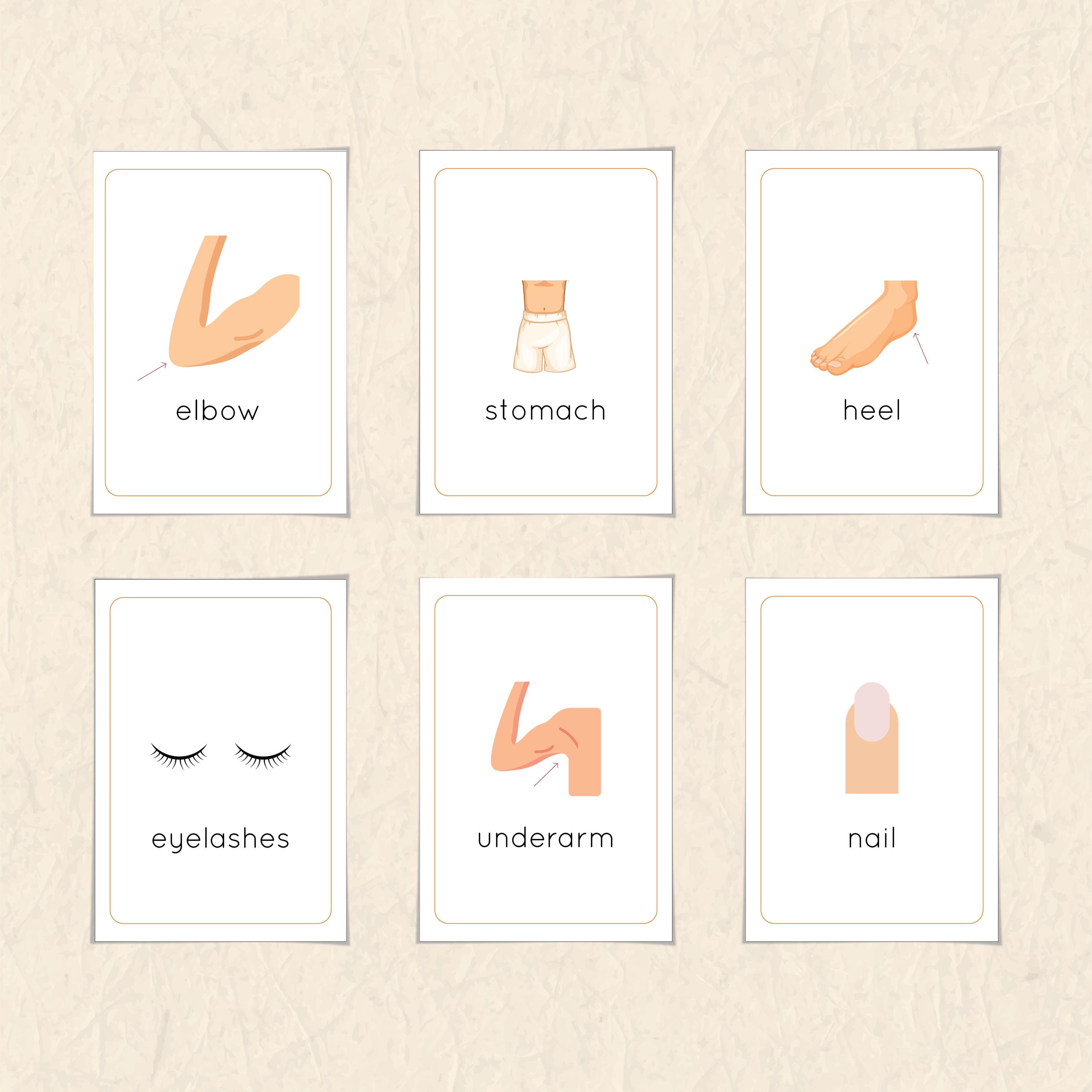 Human Body Parts Flashcards | Montessori Printable for Toddlers ...