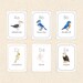 Alphabet Birds Flashcards | A-Z Birds Learning Cards for Kids | Digital ...