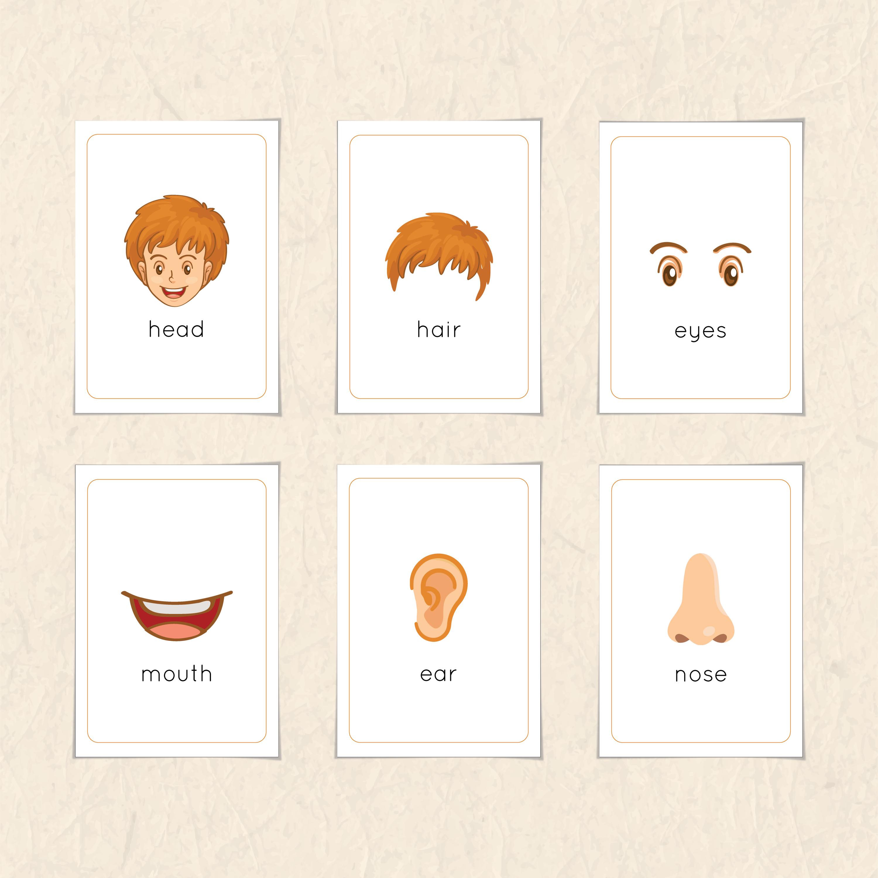 Human Body Parts Flashcards | Montessori Printable for Toddlers ...
