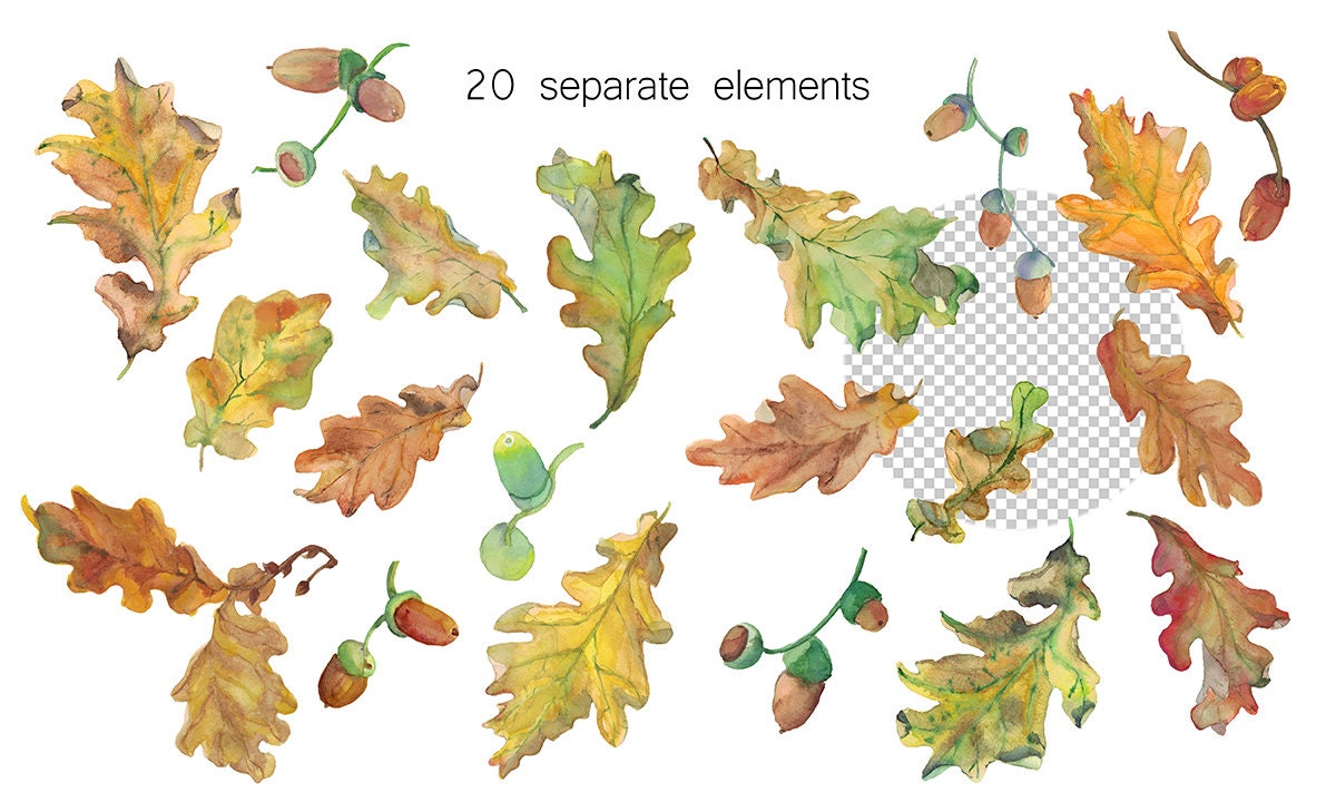 Watercolor Autumn Fall Clipart. Hand Painted Oak Leaves, Acorns. 20 PNG ...