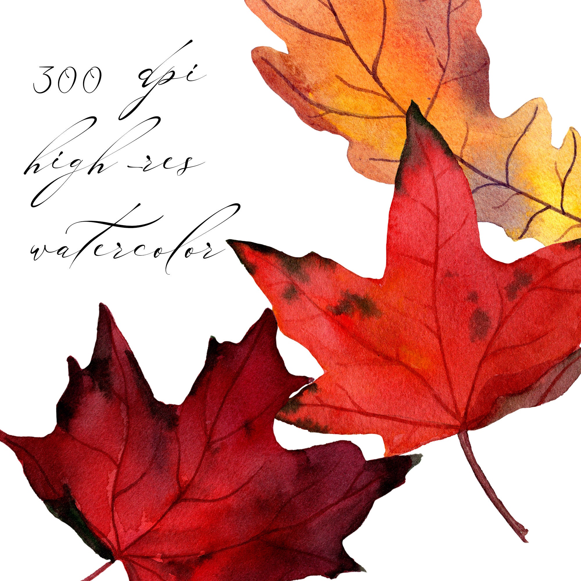 Watercolor Autumn Maple Foliage Clipart/ Digital Download Frames / Fall ...
