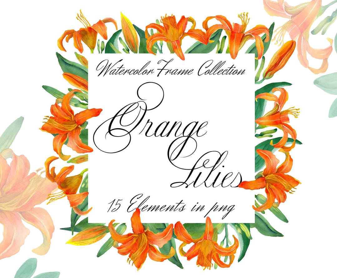 Orange Lily Watercolor Clipart: Floral Frames, Seamless Borders, PNG ...