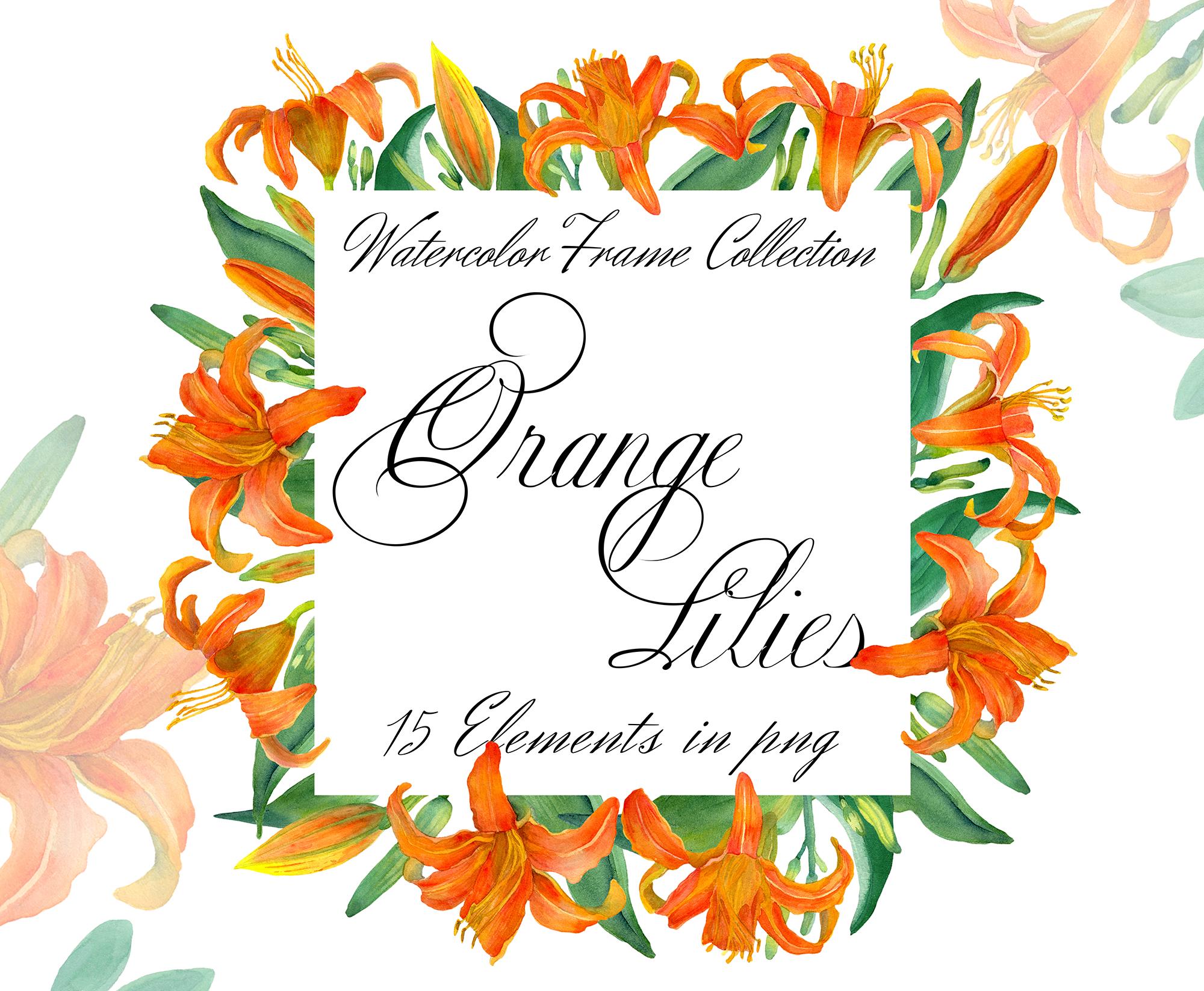 Orange Lily Watercolor Clipart: Floral Frames, Seamless Borders, PNG ...