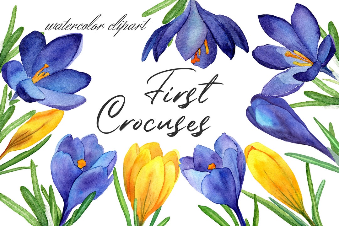 Watercolor Spring Crocuses Clipart / Crocus Flower Clip Art / Spring ...