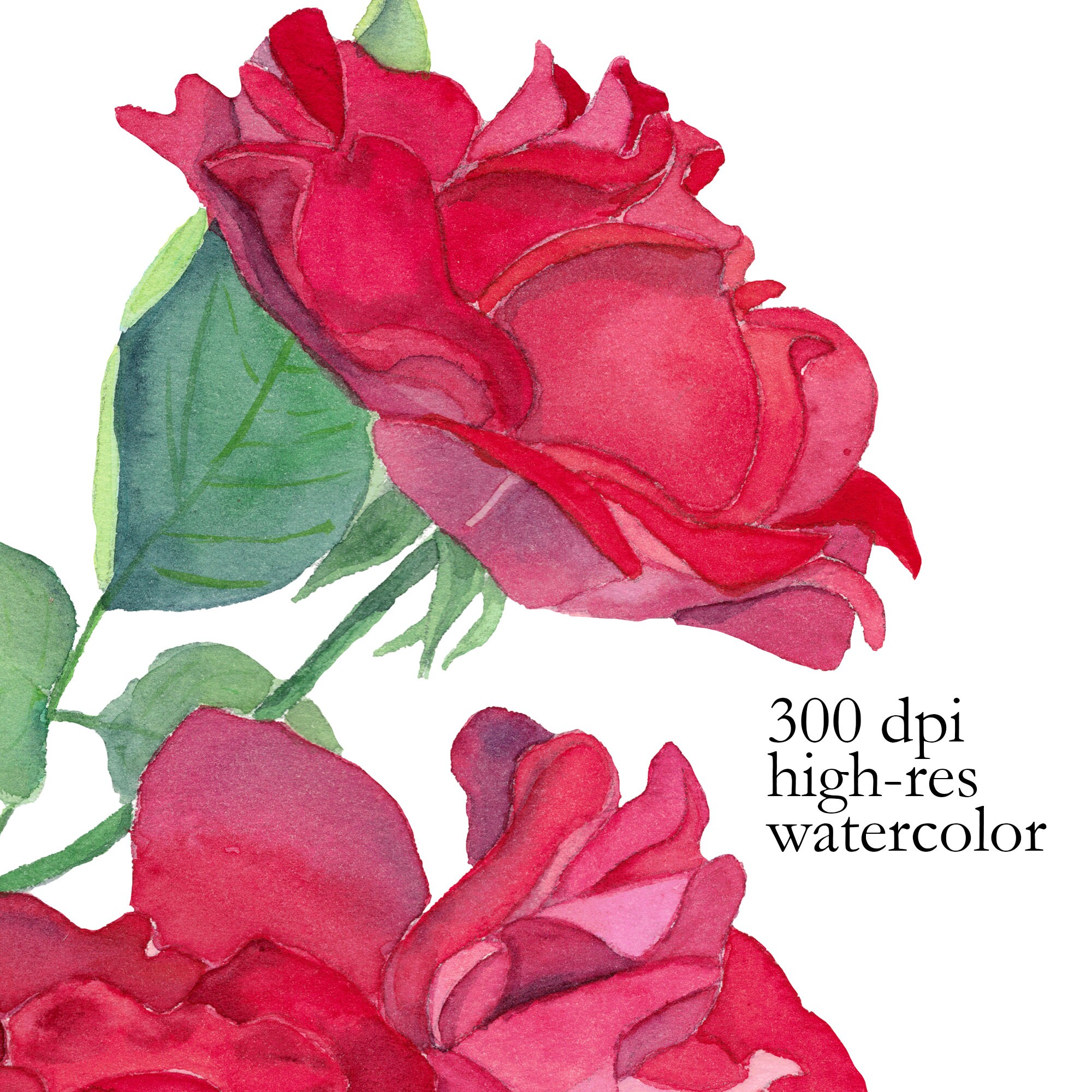 Classic Red Roses Watercolor Frames Clipart, Red Rose Wreath, Floral ...