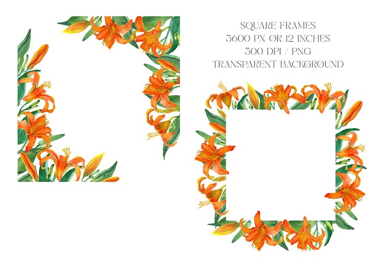 Orange Lily Watercolor Clipart: Floral Frames, Seamless Borders, PNG ...