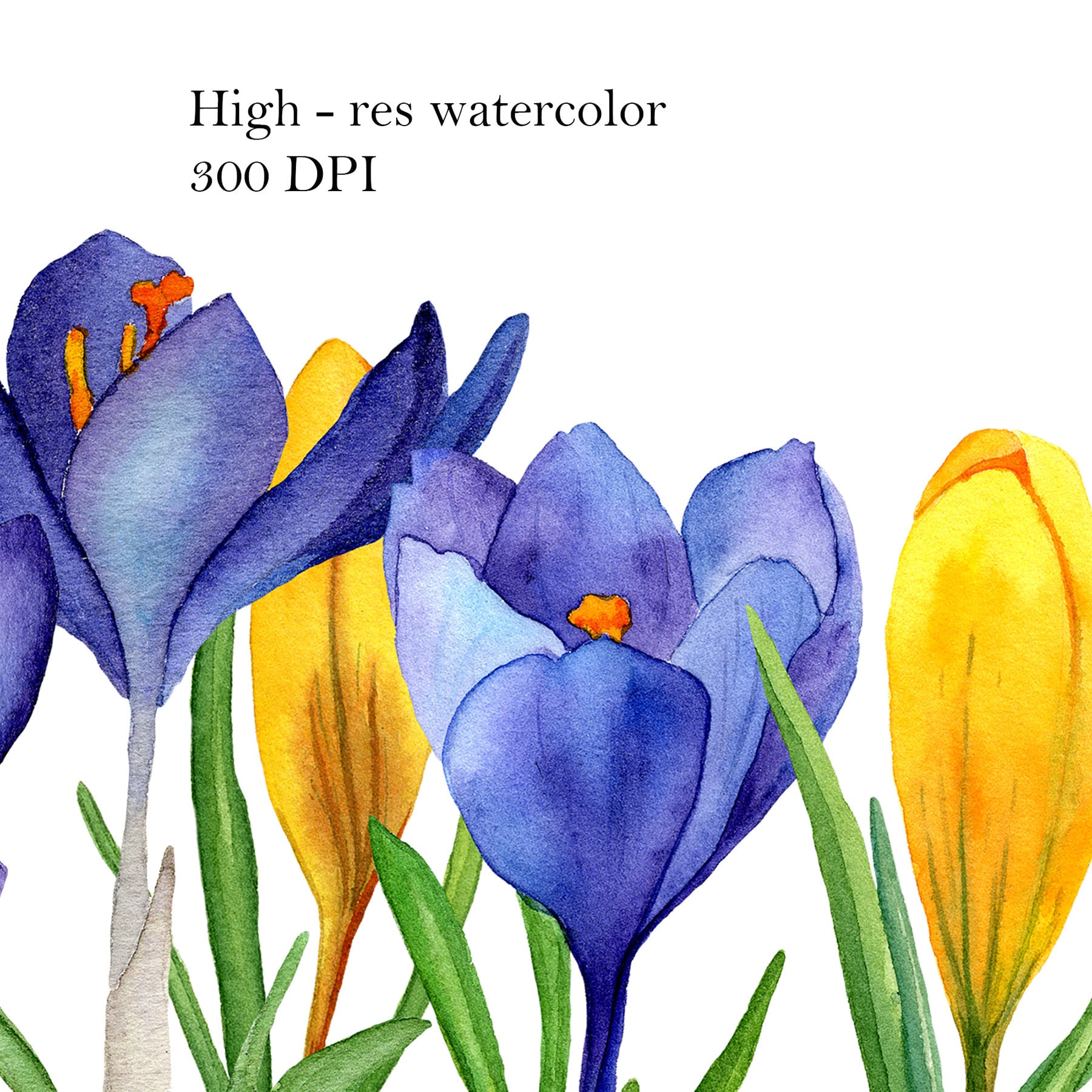 Watercolor Spring Frame of Crocuses Clip Art/ Flower Clipart / Season ...