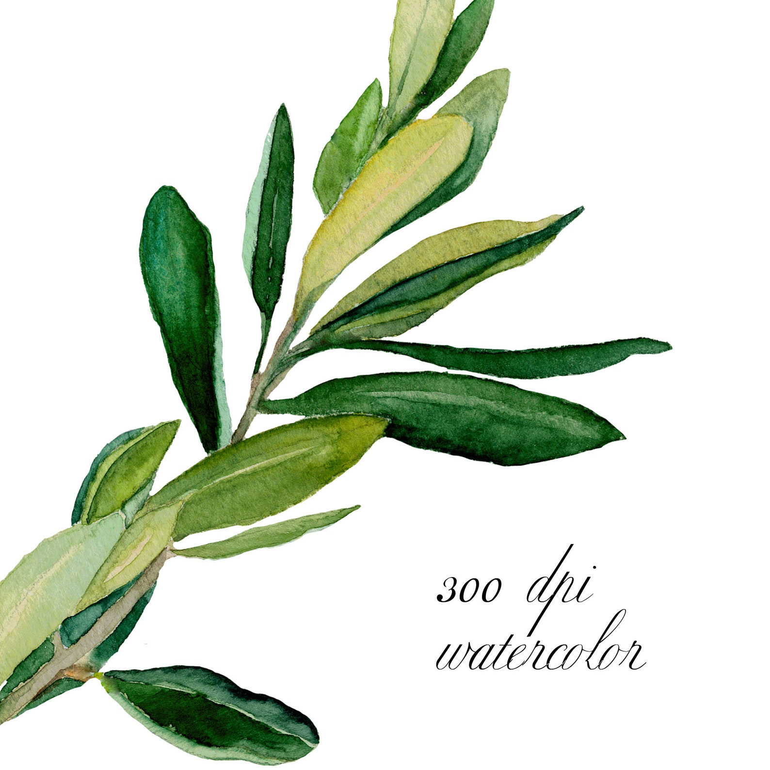 Watercolor Olive Tree Digital Paper Green Olive Branch - Etsy