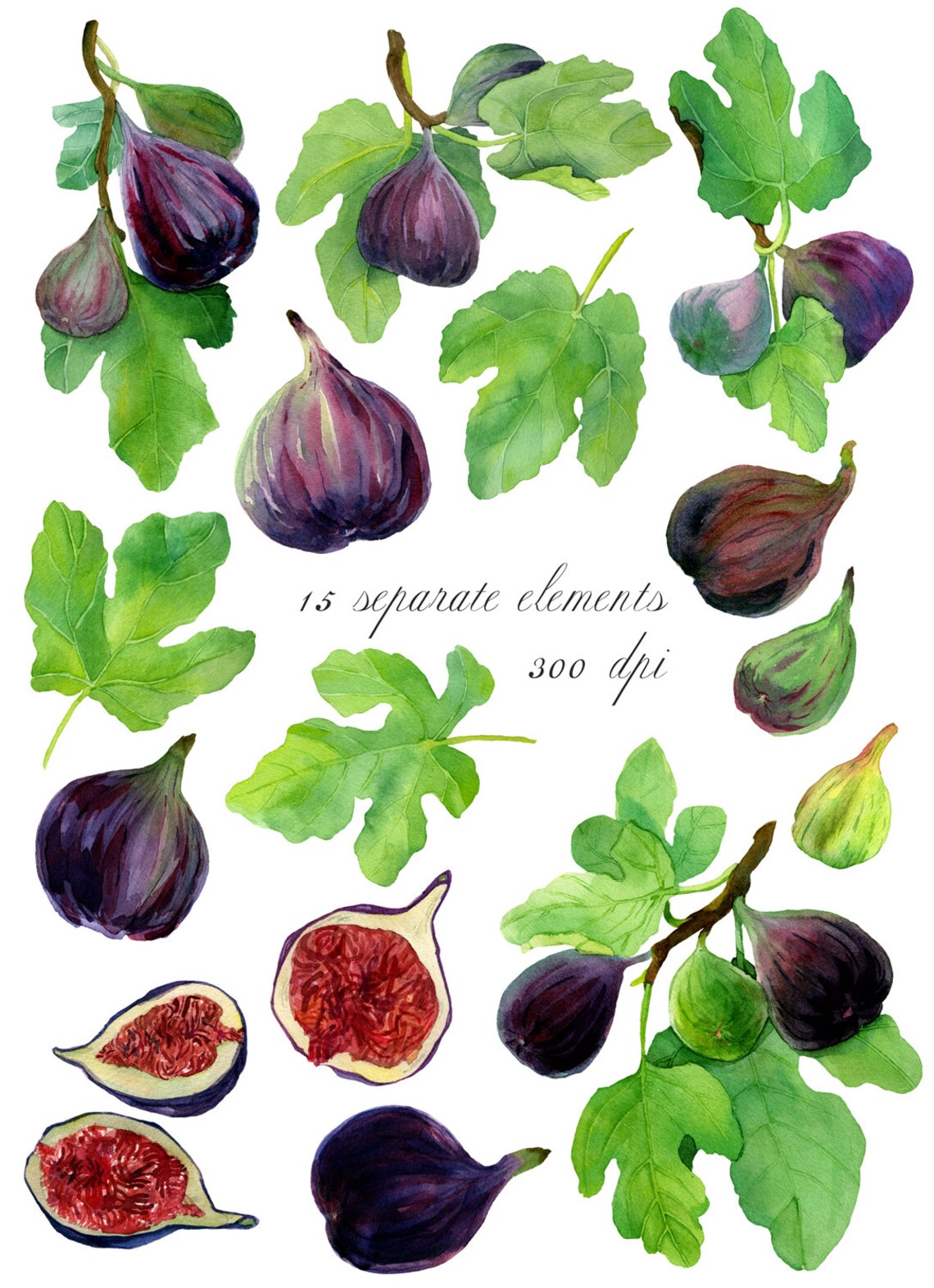 Purple Figs Clipart, Watercolor Figues, PNG, Lilac Painted Fruits, Figs ...