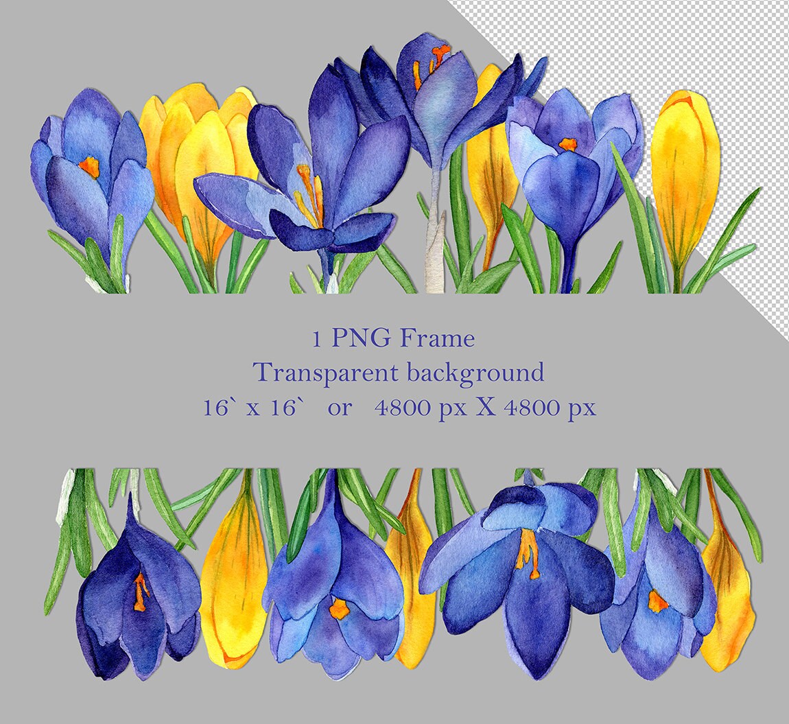 Watercolor Spring Frame of Crocuses Clip Art/ Flower Clipart / Season ...