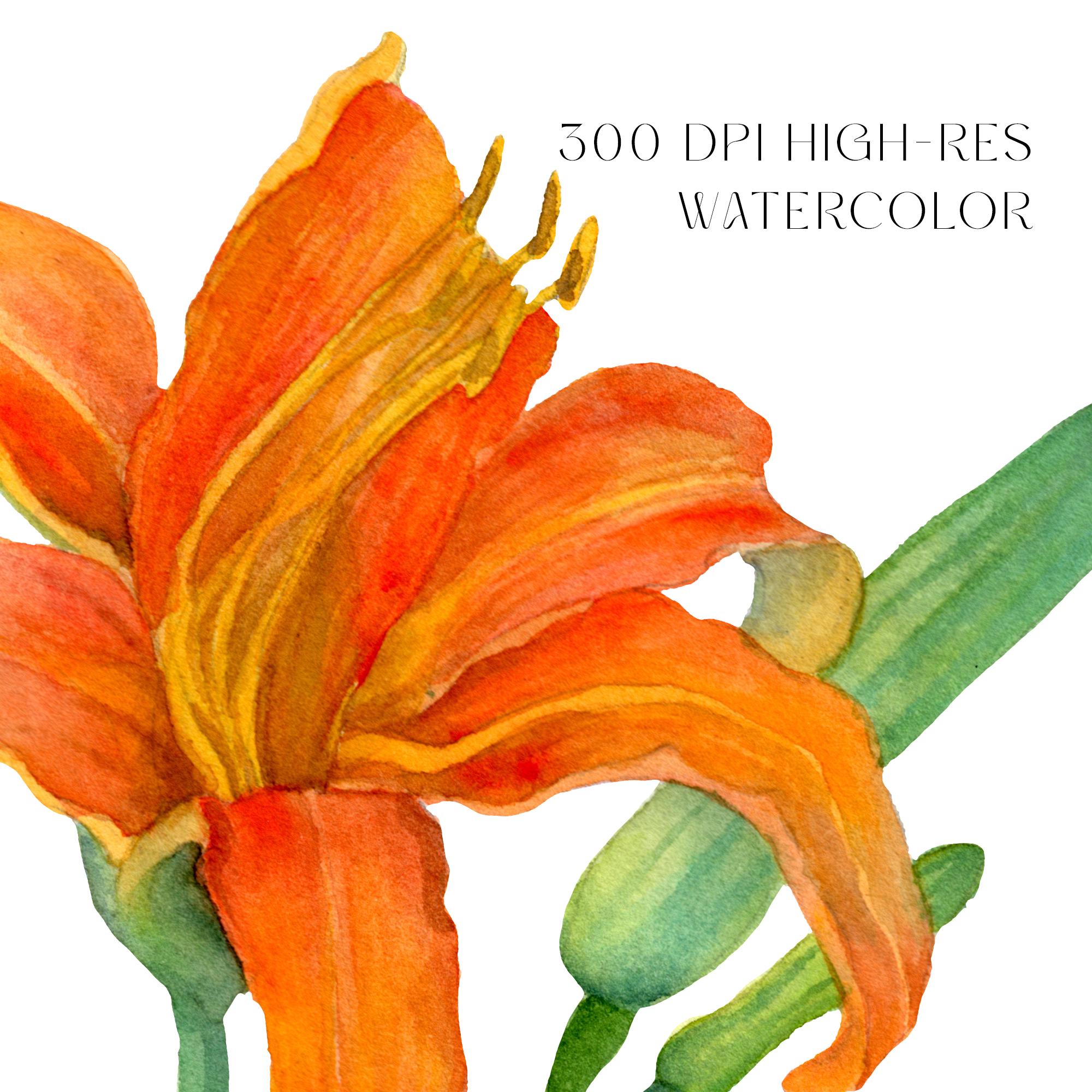 Orange Lily Watercolor Clipart: Floral Frames, Seamless Borders, PNG ...