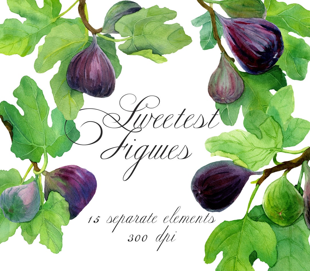 Purple Figs Clipart, Watercolor Figues, PNG, Lilac Painted Fruits, Figs ...