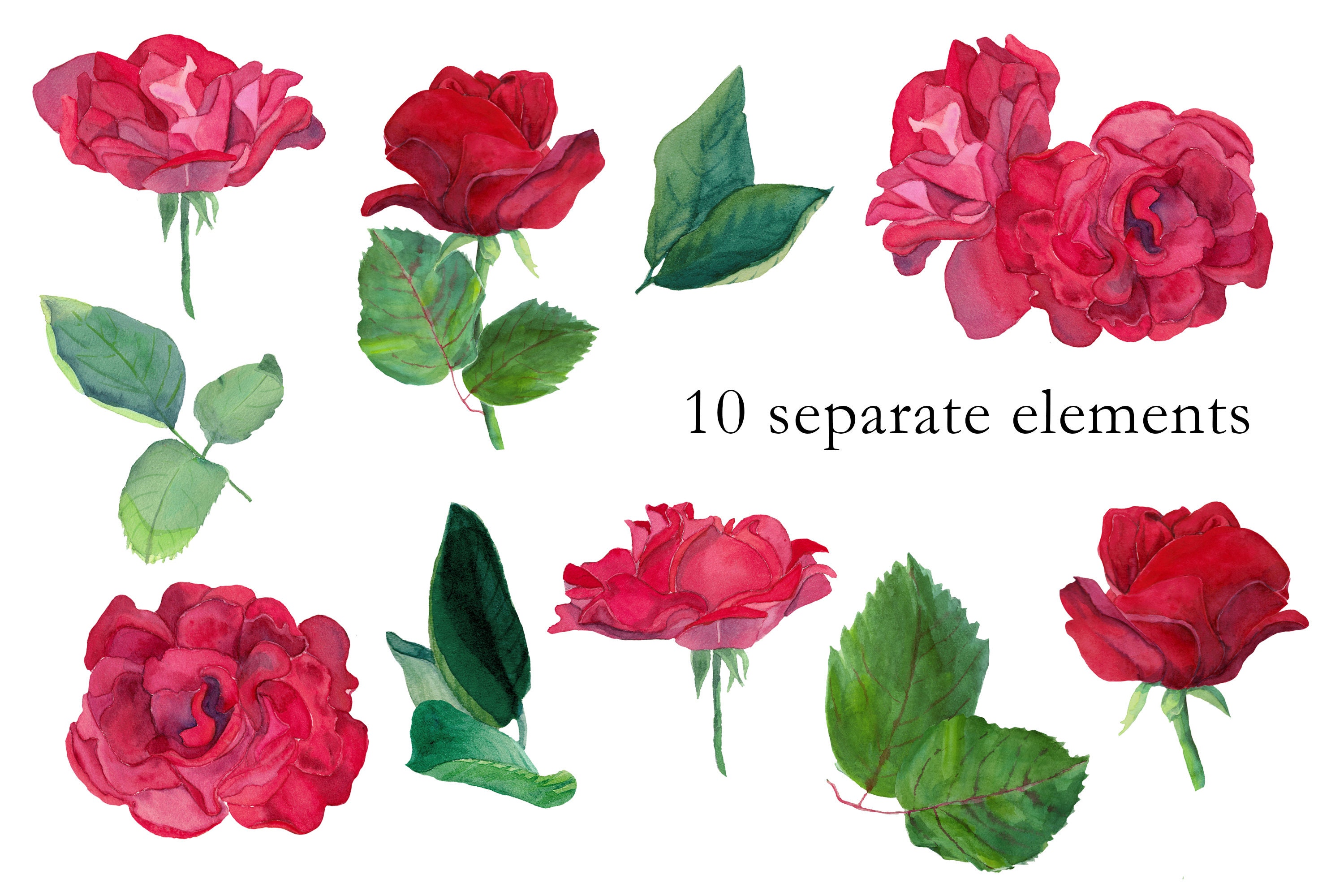 Watercolor Classic Red Roses Clipart Set, 10 Flowers Element PNG, Roses ...