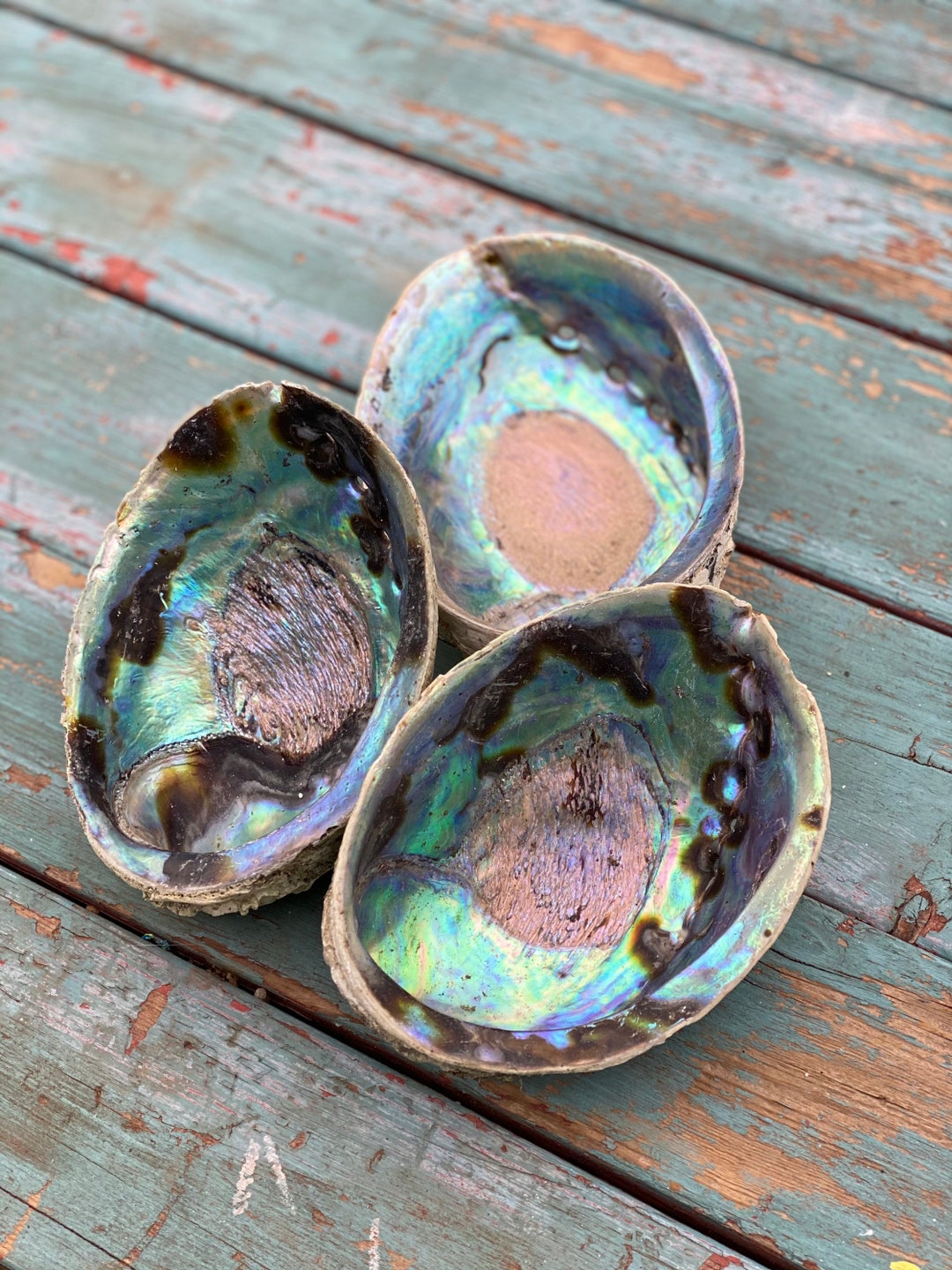 Large Abalone Shell - Etsy