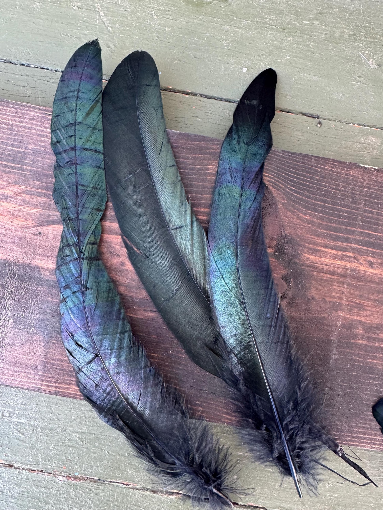 Ethically Sourced Crow Feathers | Ritual, Altar, Craft | Naturally ...