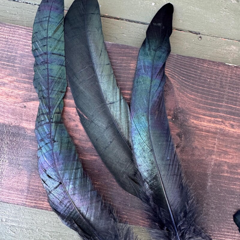 Raven Feathers - Etsy