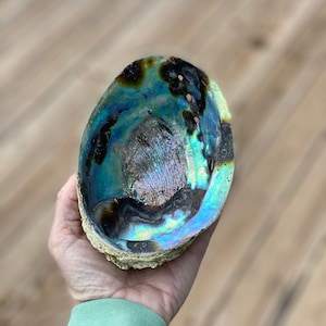 Large Abalone Shell - Etsy