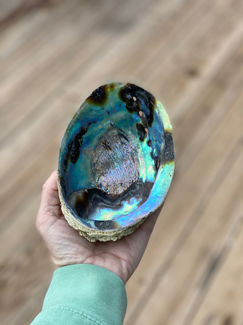 Large Abalone Shell - Etsy