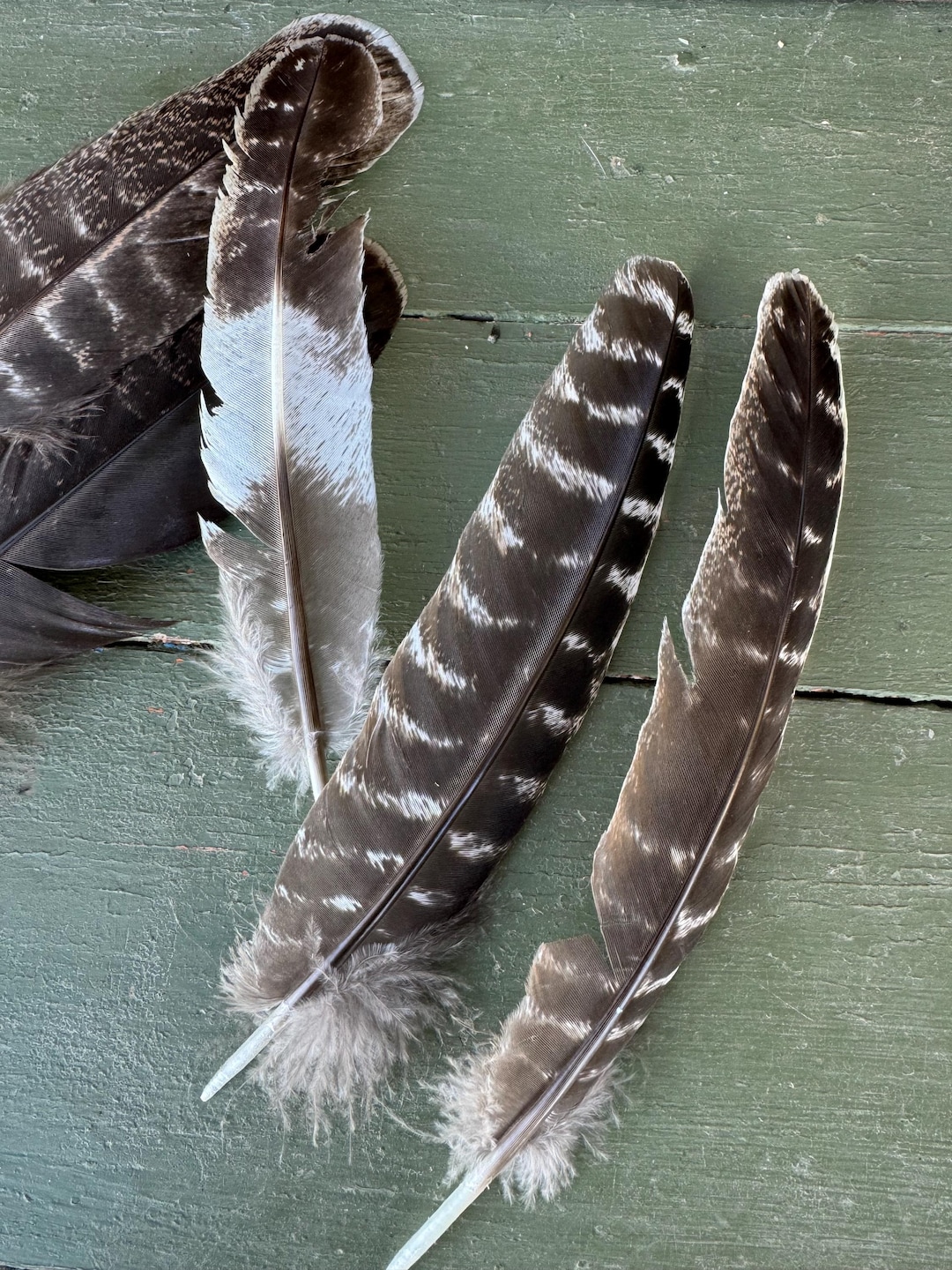 Turkey Feather – Ethically Sourced Natural Feather for Ritual, Smudging ...