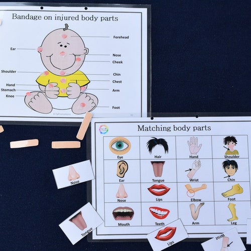 My Body Worksheets Busy Book Activities for Toddlers | Etsy