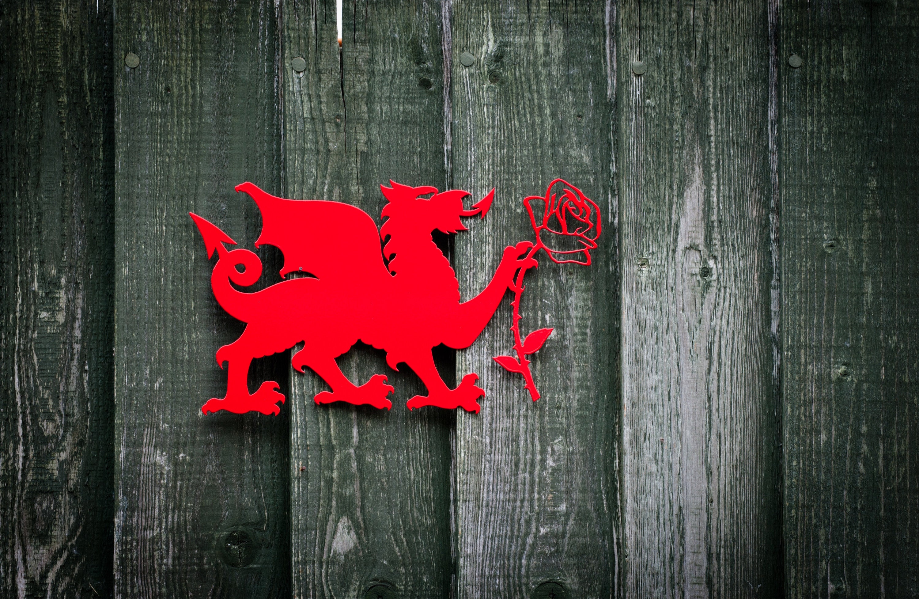 Red Welsh Dragon English Rose Wedding gift, 11th Anniversary Gift, Red ...