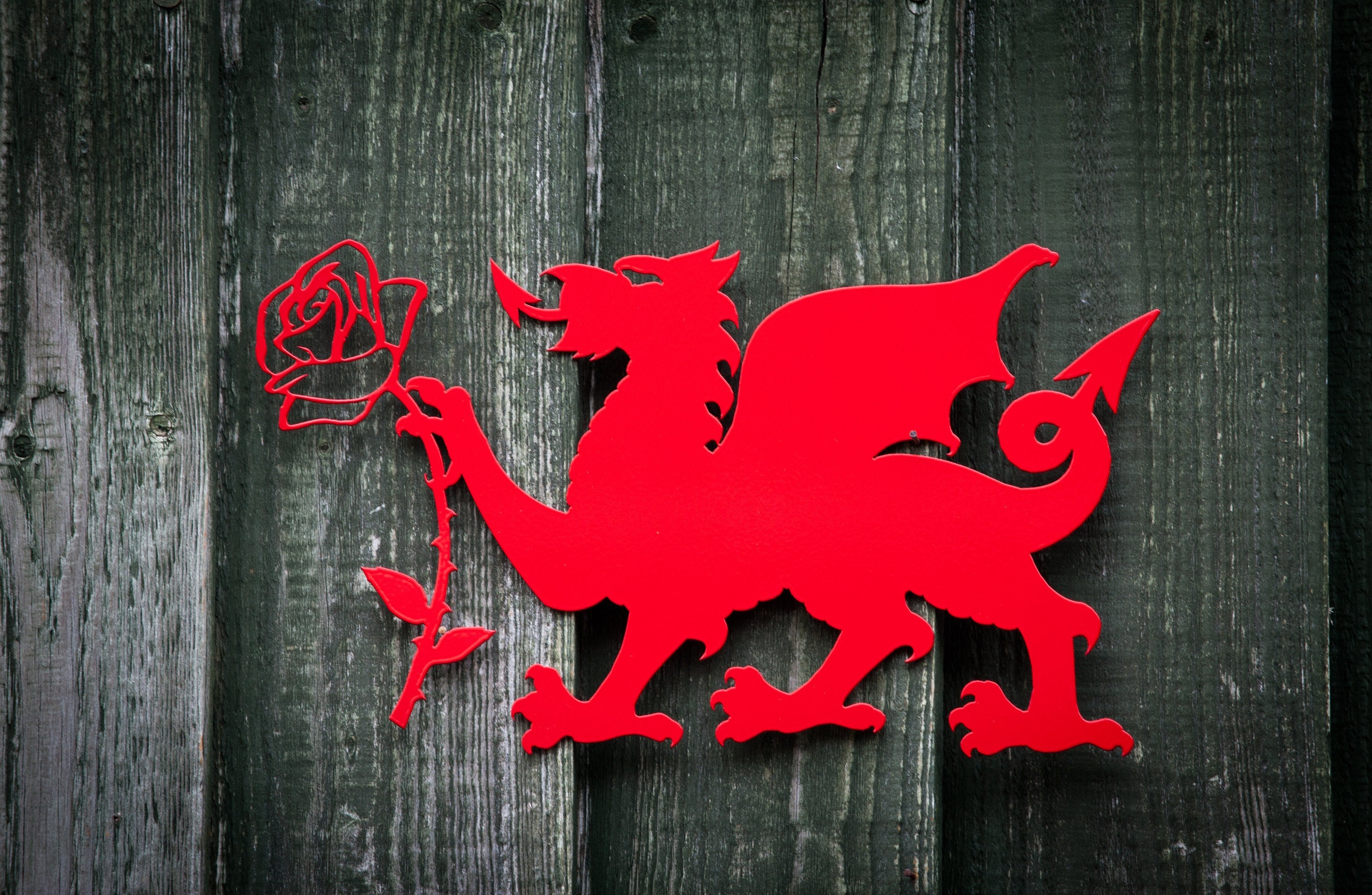 Red Welsh Dragon English Rose Wedding gift, 11th Anniversary Gift, Red ...