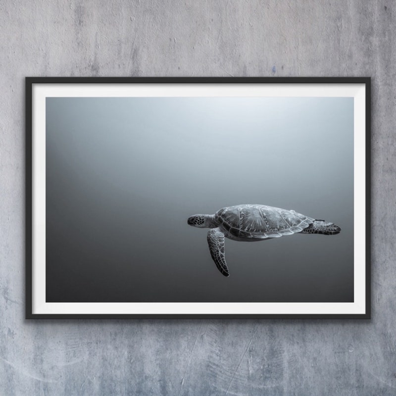Turtle Print - Etsy