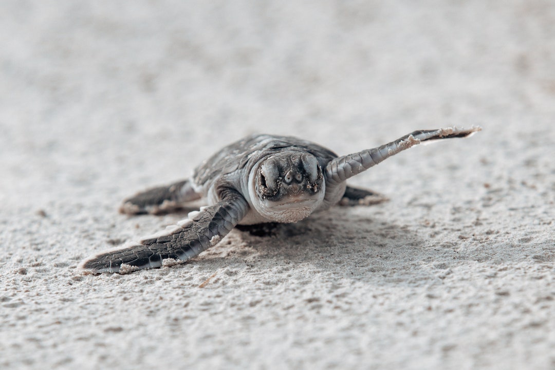 Turtle Print, Colour Photo, Fine Art Print, Nature Photography, Home ...