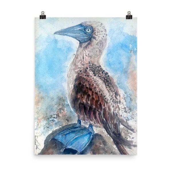 Blue Footed Booby - Etsy