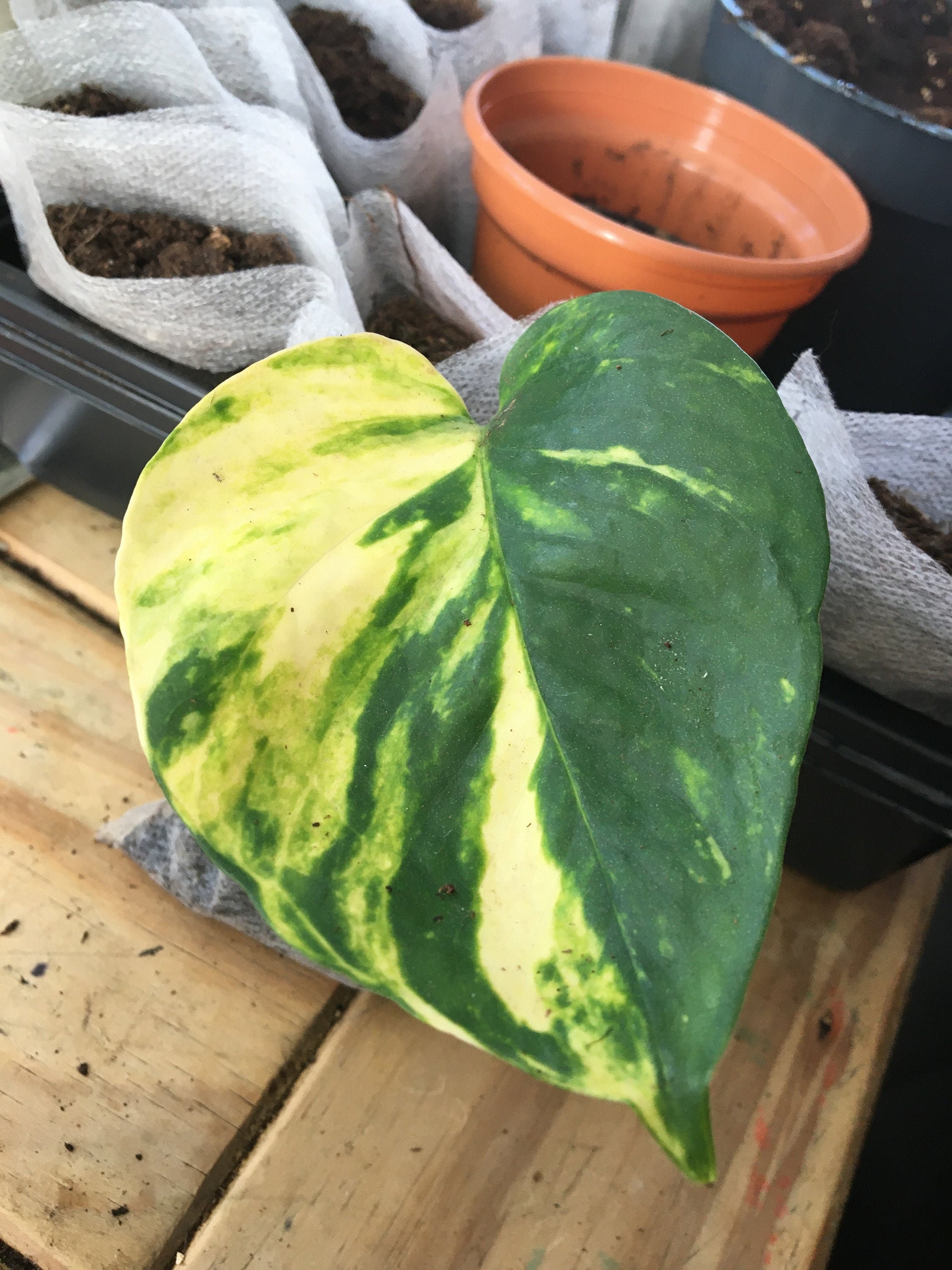 Scindapsus aureus AKA Australian Native Monstera single | Etsy