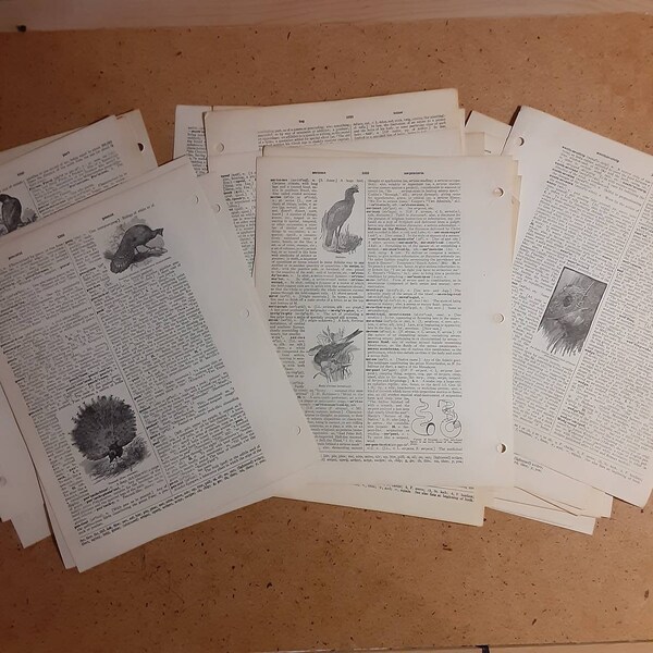 Bird Dictionary Art - Etsy