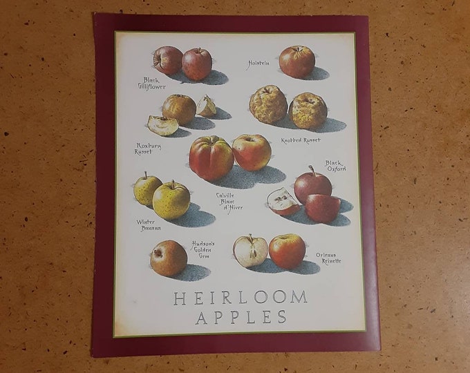 Cook's Illustrated Back Cover Page Poster of Heirloom Apples by John ...