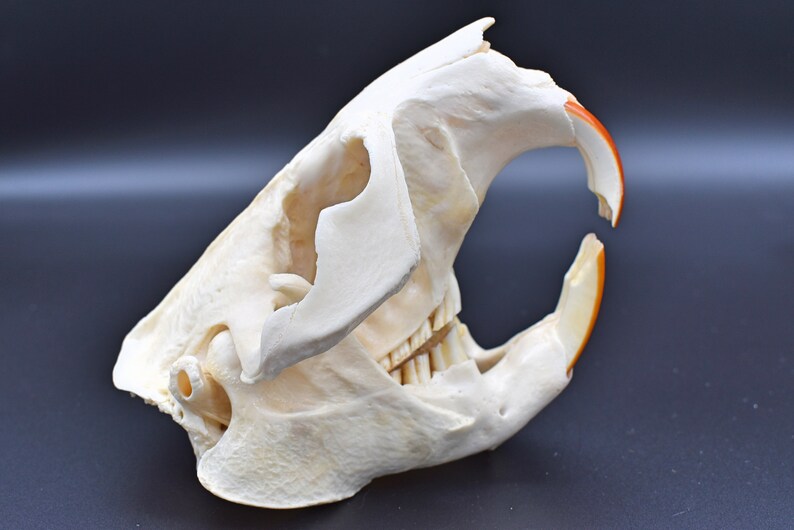Alaskan Beaver Skull castor Canadensis Genuine Real - Etsy