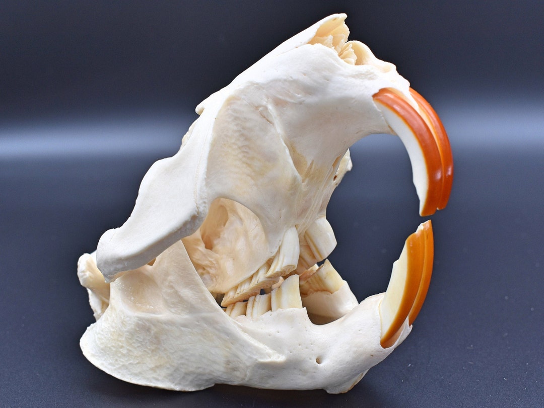 Alaskan Beaver Skull castor Canadensis Genuine Real - Etsy