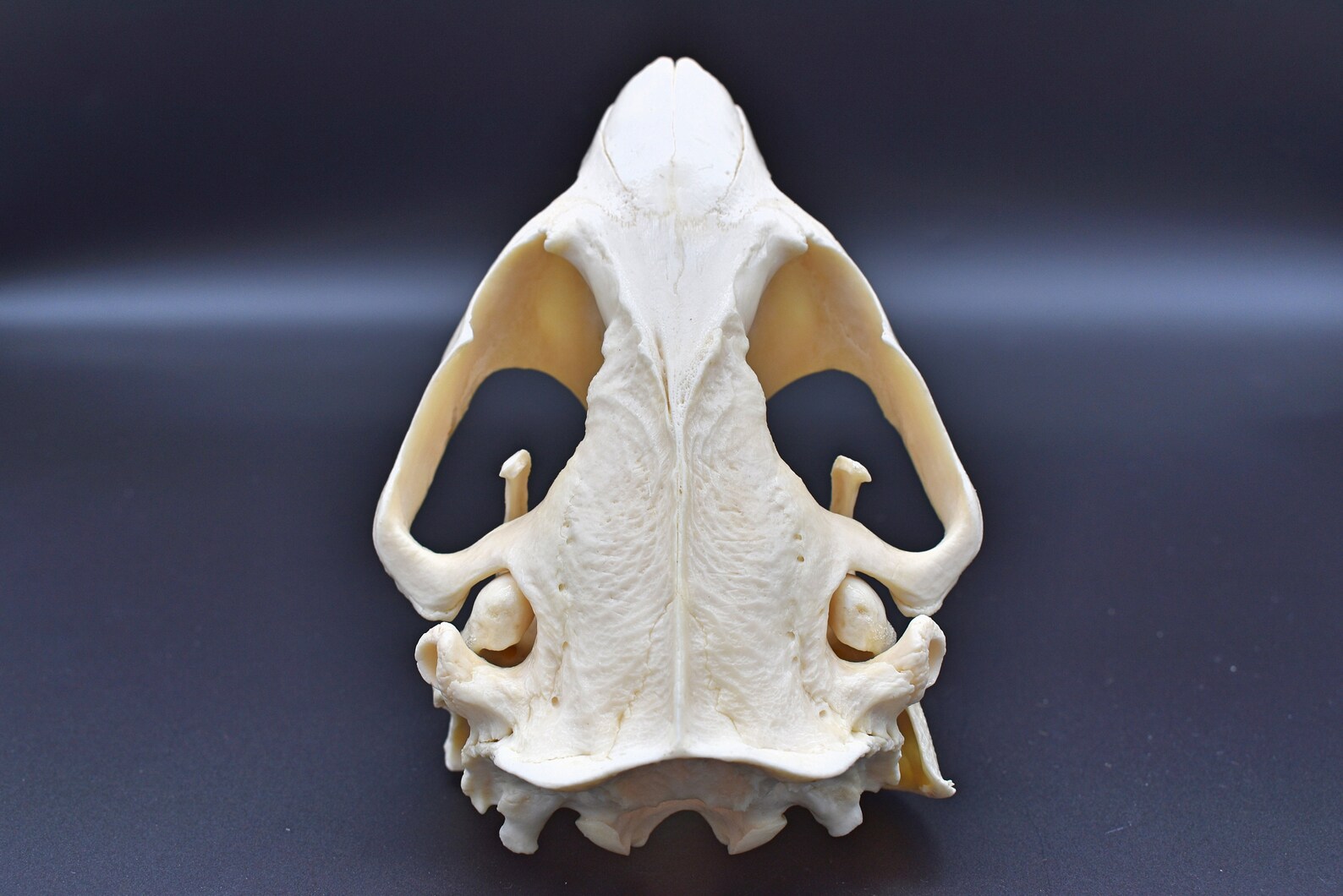 Alaskan Beaver Skull castor Canadensis Genuine Real - Etsy