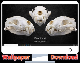 Wolverine Skull - Etsy