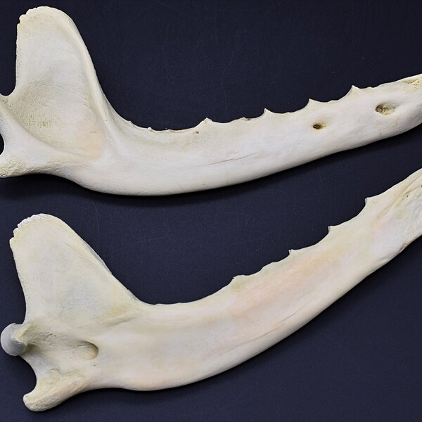 Coyote Jaw Bone - Etsy