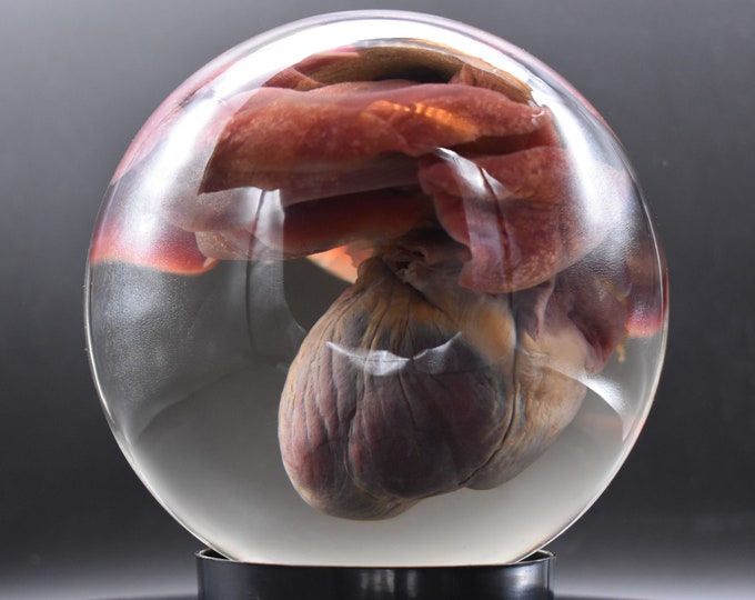 Wolverine Heart& Lungs gulo Gulo Wet Specimen Real Preserved - Etsy