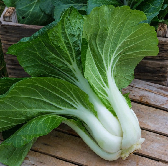 White Stem Pak Choi Seeds | Etsy