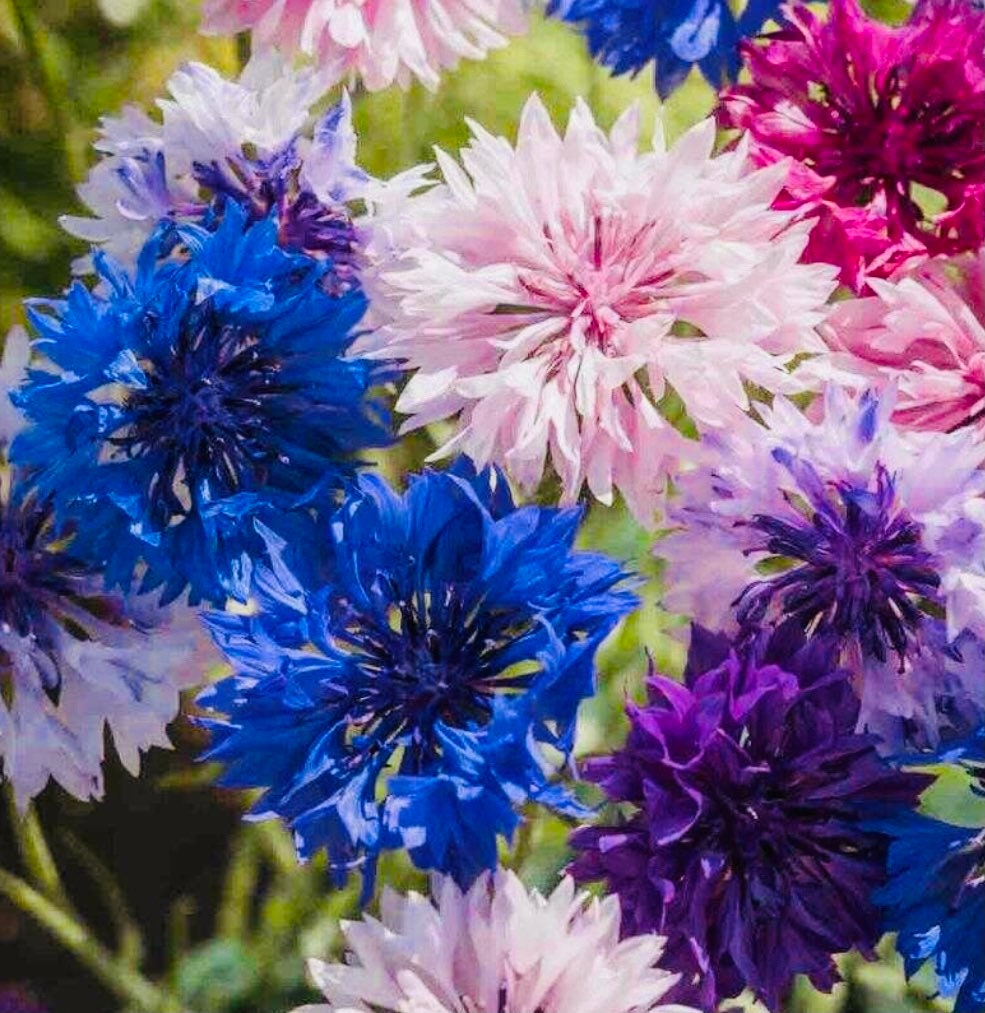 Cornflower Bachelors Button Seeds - Etsy