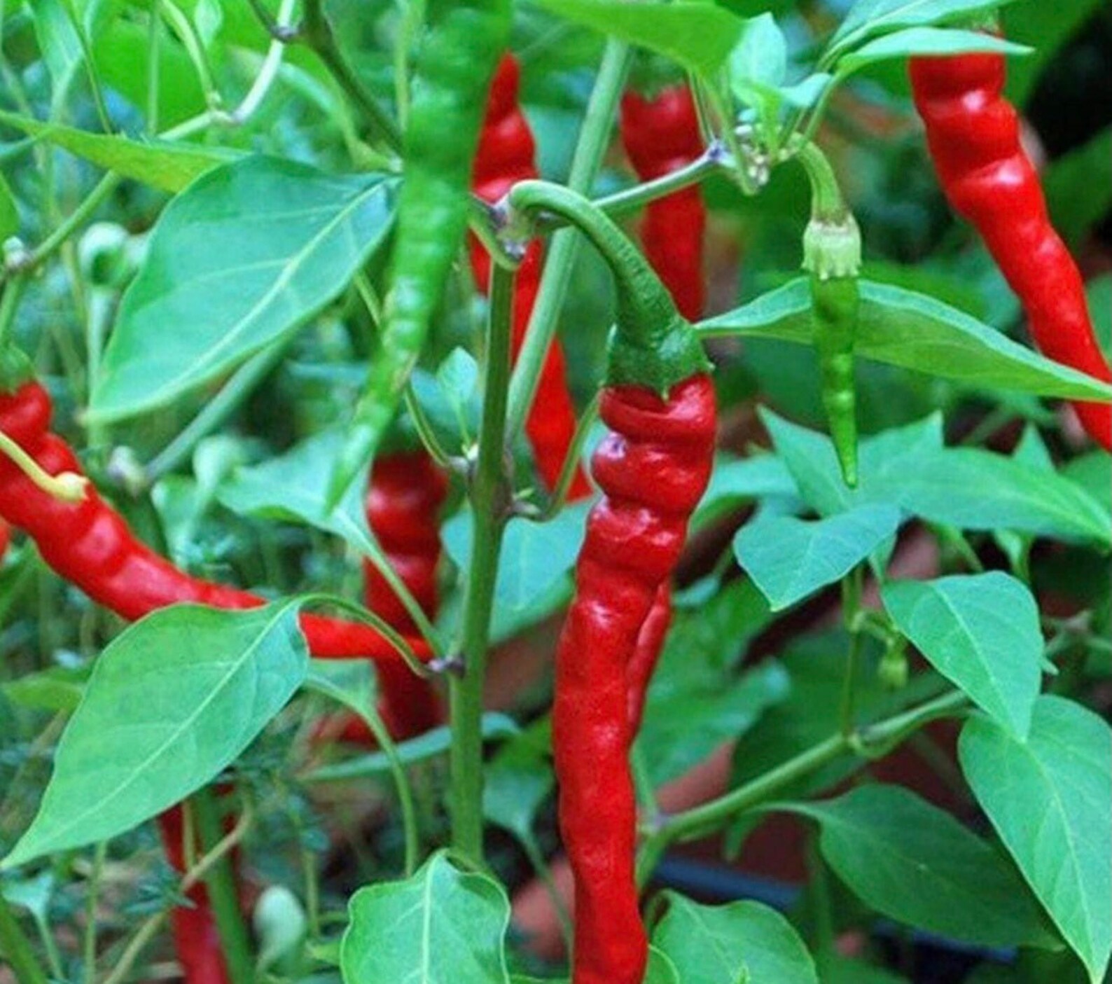 Long Cayenne Hot Pepper Seeds - Etsy