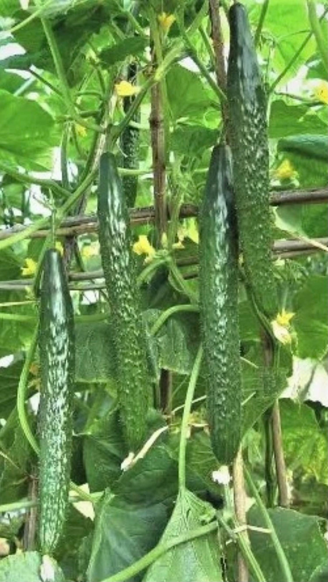 Cucumber China Long Hybrid Seed (10 Seeds) - Etsy