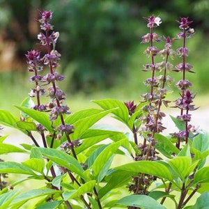 Thai Siam Queen Basil Seed - Etsy